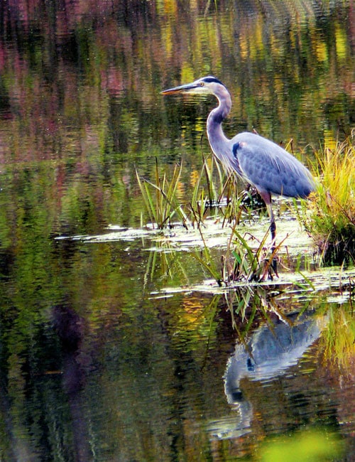 IBF Meetings – Inland Bays Foundation